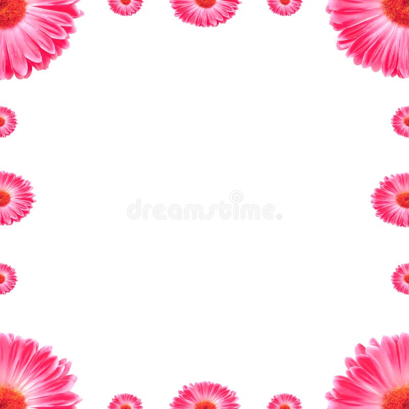 Frame Pink Gerbera Flowers stock image. Image of design - 23902367