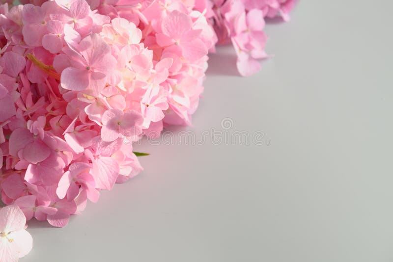 Frame with Pink Hydrangea. Flower Composition Stock Image - Image of ...