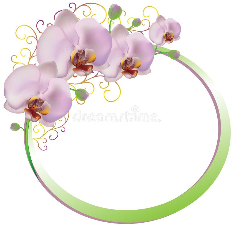 Frame of pink orchids stock vector. Illustration of present - 37458732