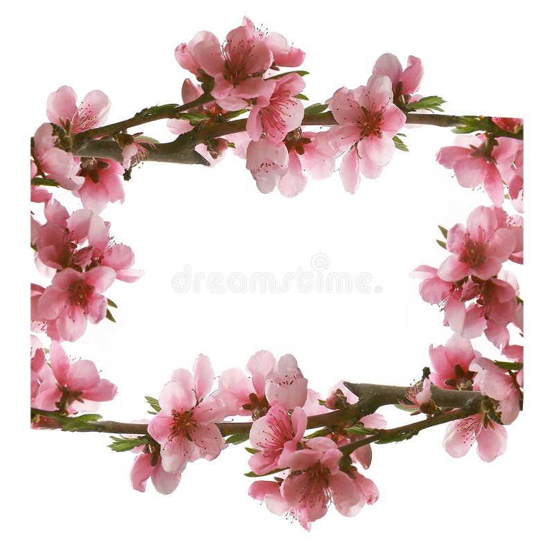 Frame from Pink Peach Flowers Stock Image - Image of blossom, elegant ...
