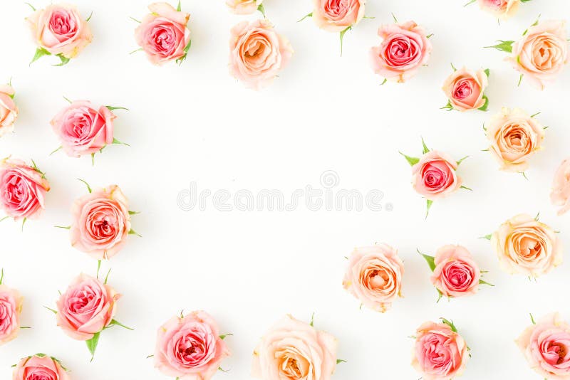 Frame of Pink Rose on White Background. Flat Lay Stock Image - Image of ...