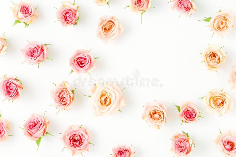 Frame of Pink Rose on White Background. Flat Lay Stock Image - Image of ...