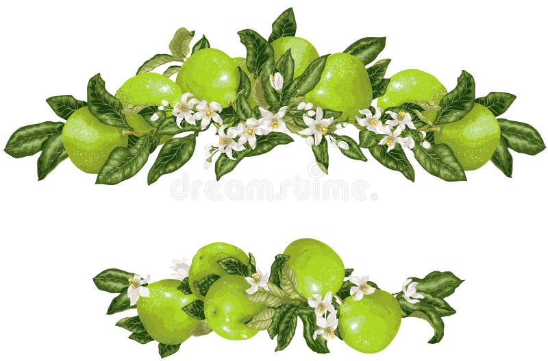 Frame with Pomelo Fruit and Flowers in Vector Stock Illustration ...