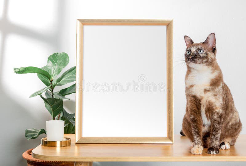 3,439 Cat Mockup Stock Photos - Free & Royalty-Free Stock Photos from ...