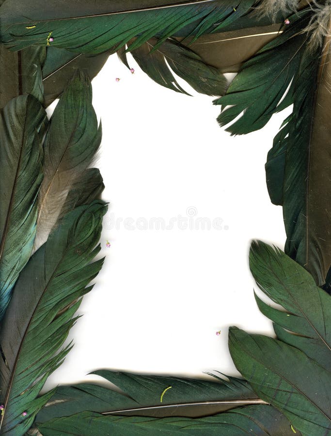 Frame from raven feathers stock photo. Image of bird, abstract - 6311486