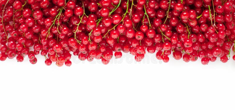 Frame of Red Currant Berries on White Background Stock Photo - Image of ...