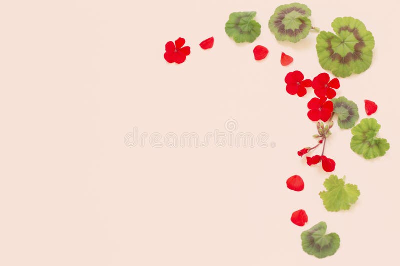 Frame of Red Geranium on White Background Stock Image - Image of copy ...