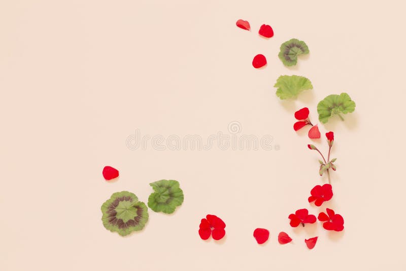 Frame of Red Geranium on White Background Stock Image - Image of ...