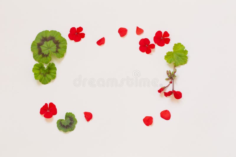 Frame of Red Geranium on White Background Stock Image - Image of fresh ...