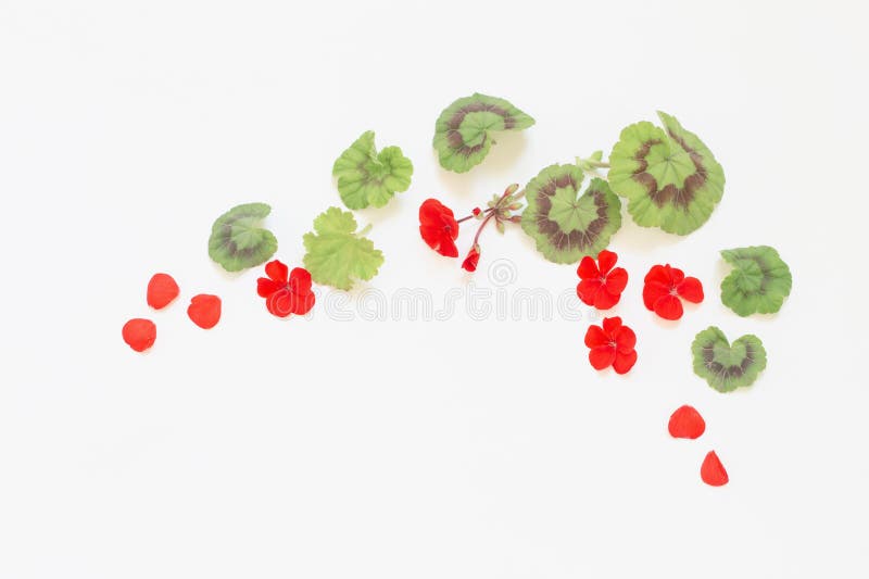 Frame of Red Geranium on White Background Stock Image - Image of ...
