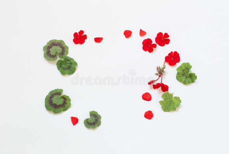 Frame of Red Geranium on White Background Stock Image - Image of beauty ...