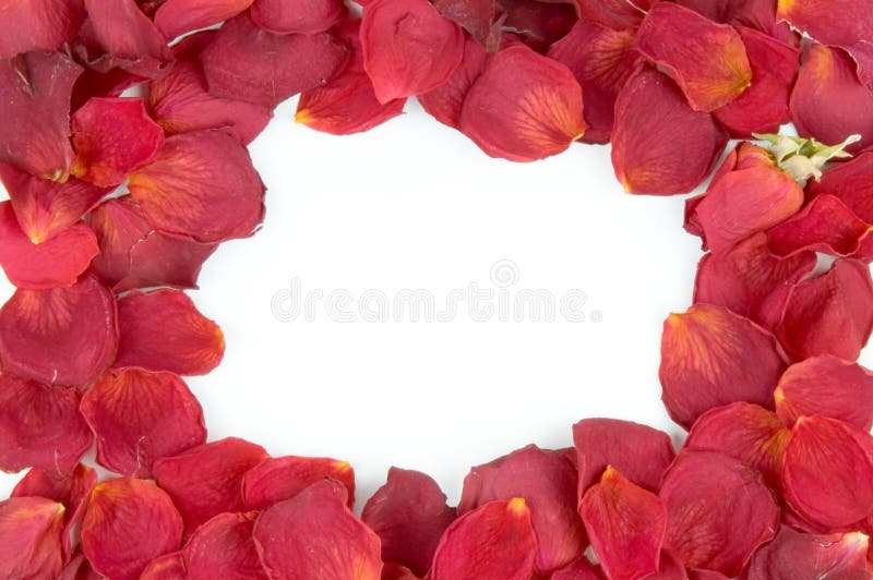 Frame from red rose petals stock photo. Image of lovely - 1503356