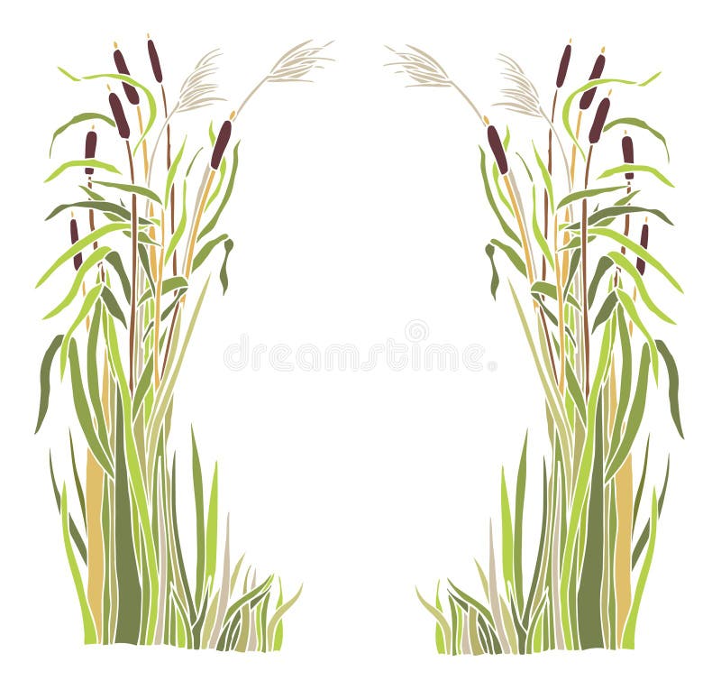 Watercolor Reeds with Leaves Closeup Isolated on White Background. Hand ...
