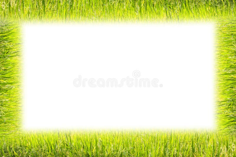 Frame of rice field stock photo. Image of jasmine, wide - 22109362