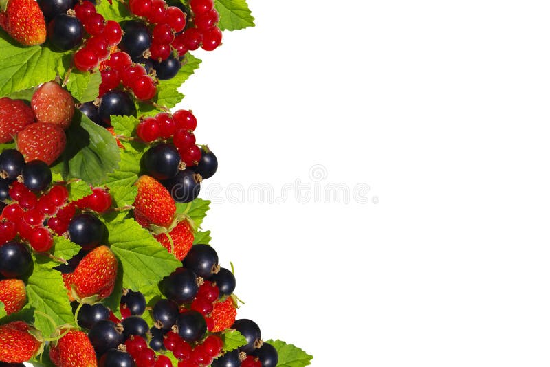 Black currant stock image. Image of fruit, fresh, harvest - 95634007