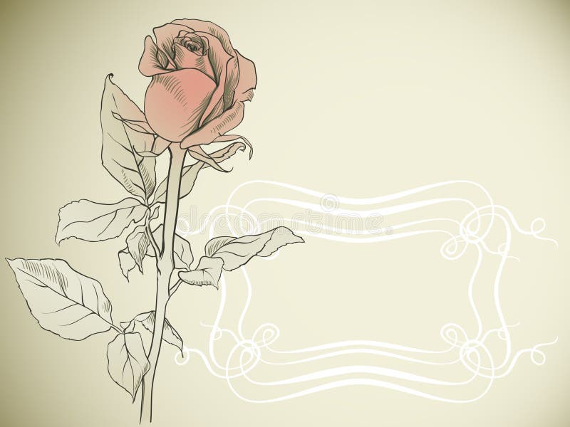 Vintage Rose, Hand-drawing. Vector Illustration. Stock Vector ...