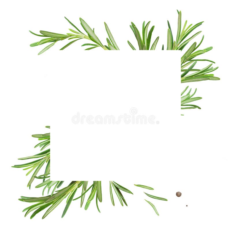 Frame with rosemary stock illustration. Illustration of plant - 77009644