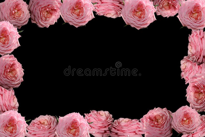 Frame from roses. stock image. Image of drops, basis, black - 9655219