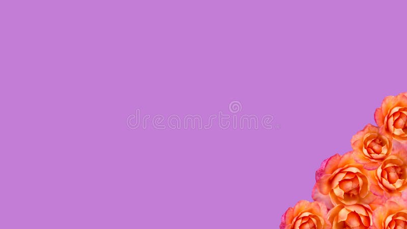 Purple Roses Corner Border Designs Stock Photos - Free & Royalty-Free ...