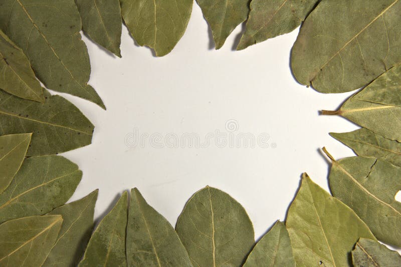 Frame Round with Dried Bay Leaves. on a White Background. Stock Image ...