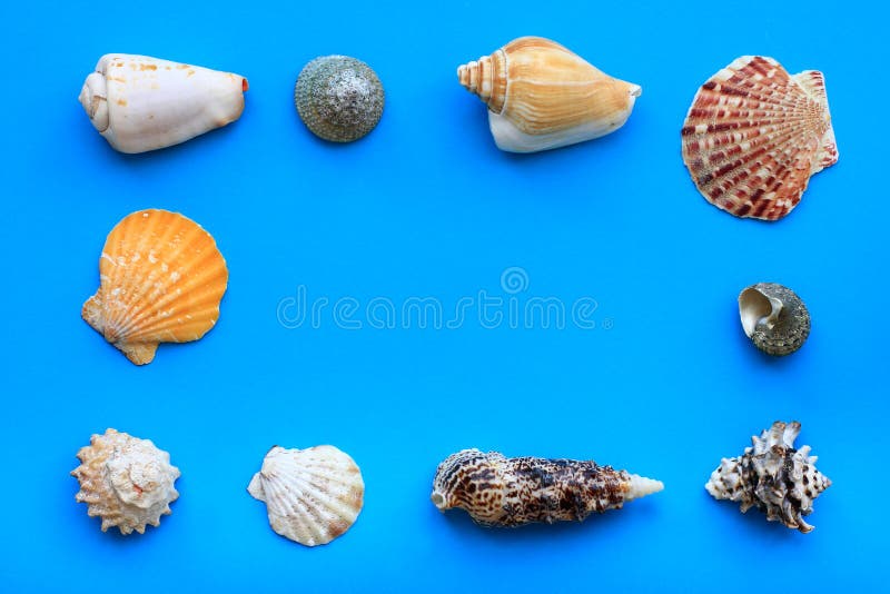 Frame from Sea Conch and Seashells on Blue Background Stock Image ...