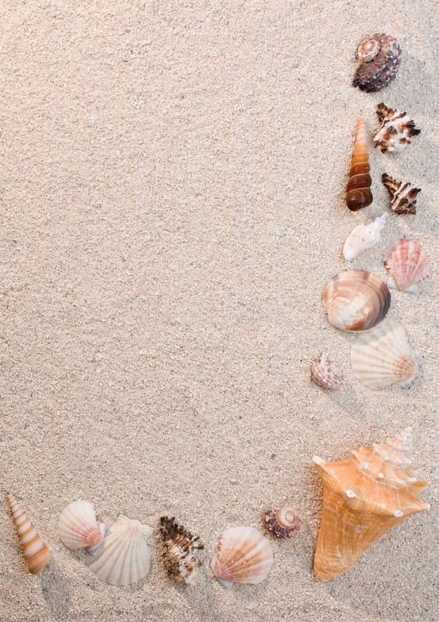White Seashells on White Sand Stock Image - Image of white, summer ...
