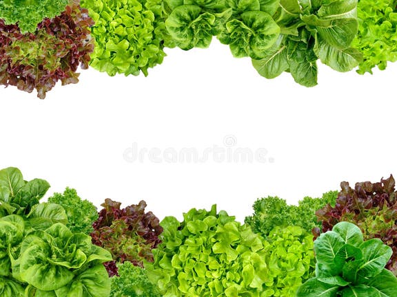 Frame Set of Lettuce Leaves Isolated Stock Image - Image of organic ...