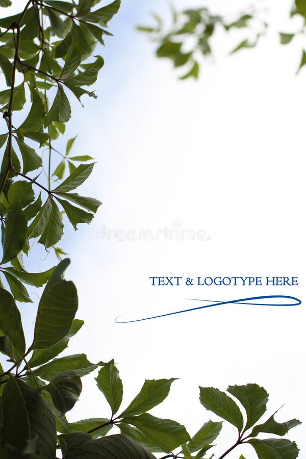 Frame from Sheet of Grape 3 Stock Photo - Image of leaf, green: 5994034