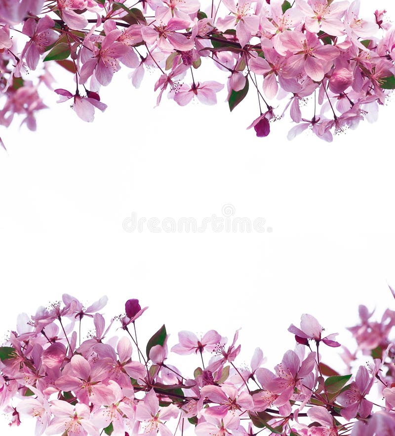 Frame of Spring Flowers and Space for Text Stock Image - Image of ...