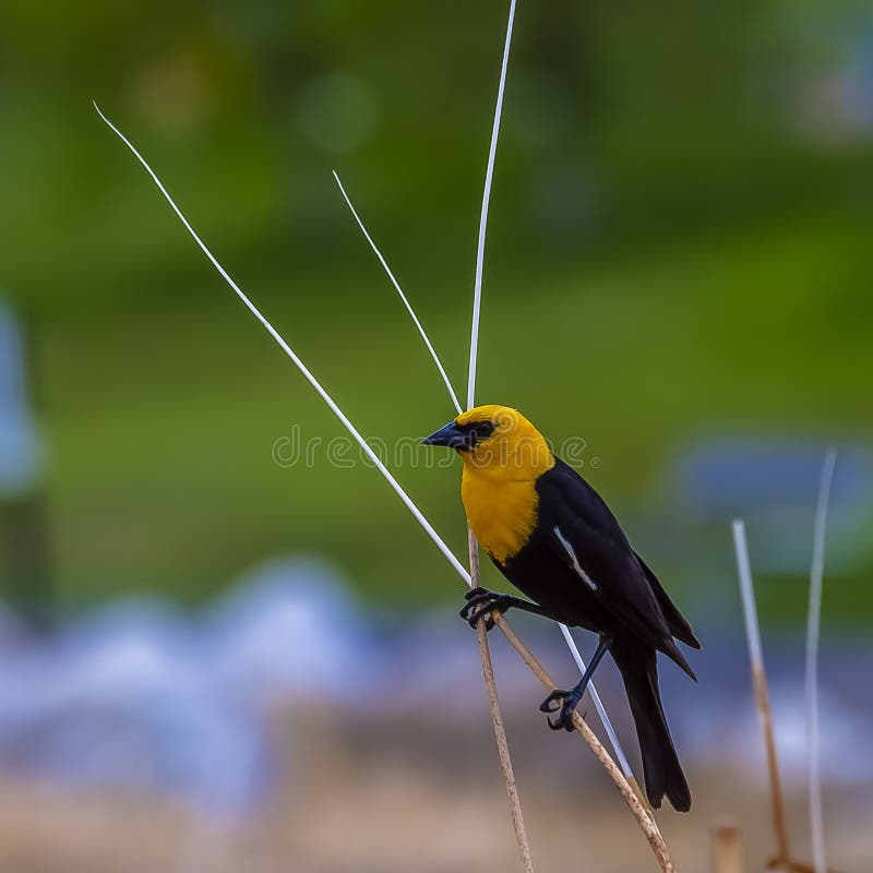 Frame Square a Black Bird Perched on Thin Brown Grass that Grows Around ...