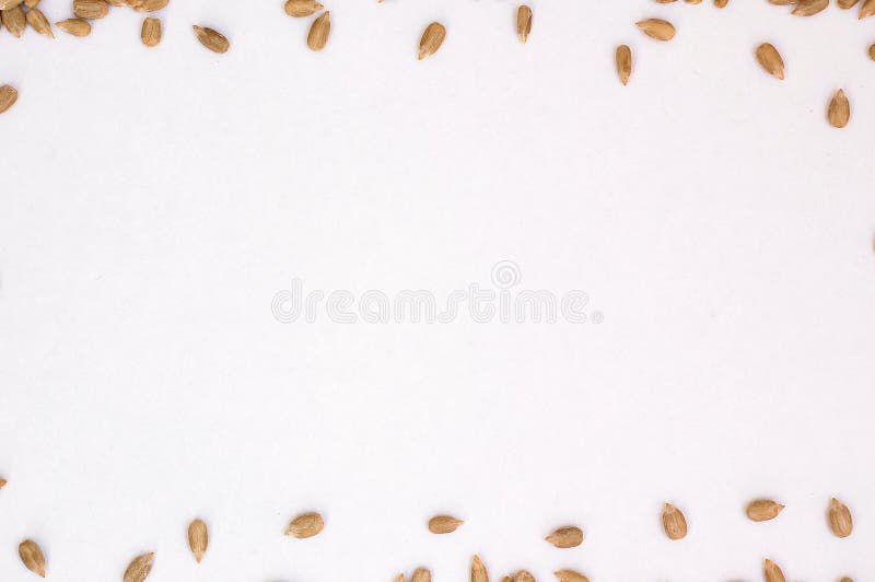 Frame from Sunflower Seeds on Sides Stock Image - Image of gluten ...
