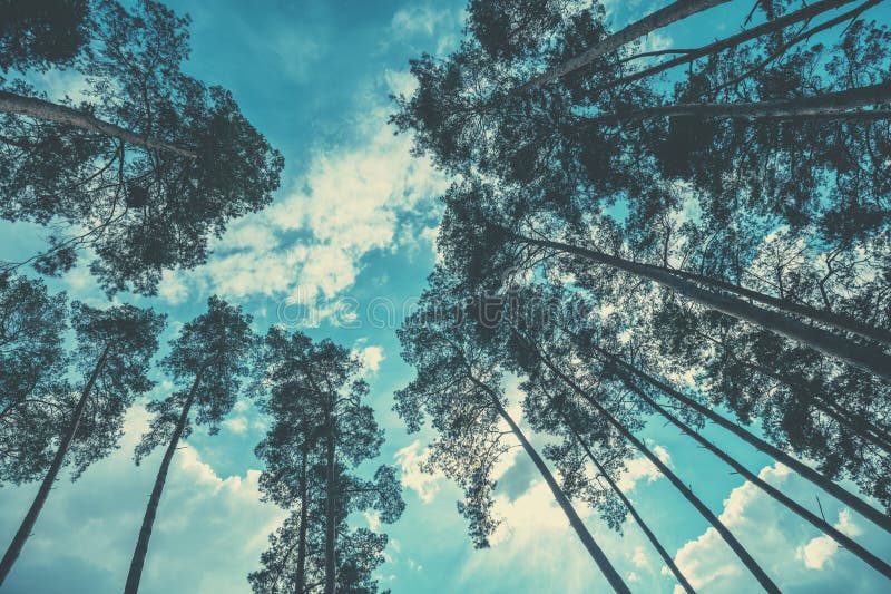 Frame from Tall Pine Trees Against a Cloudy Sky Stock Photo - Image of ...