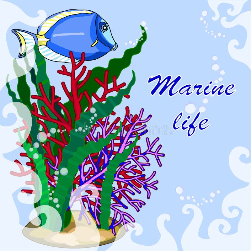 Frame for Text Sea Theme , Fish and Algae from Corals Stock ...
