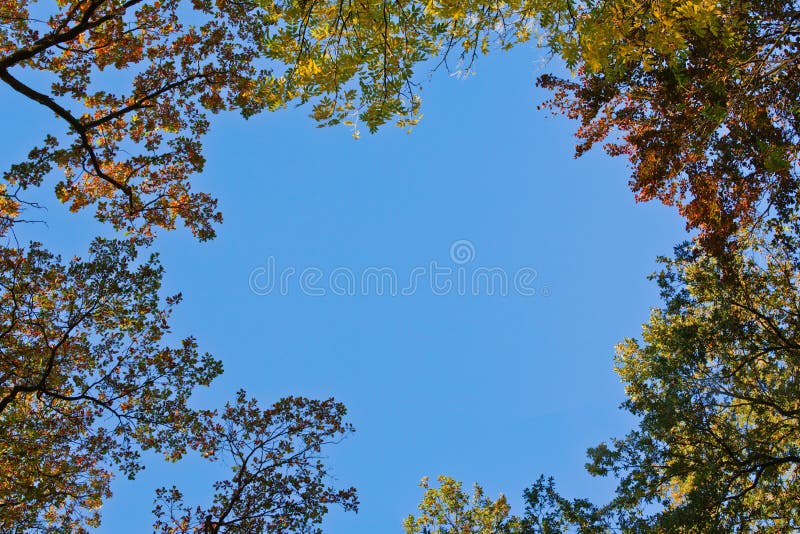Frame from tree tops stock photo. Image of leaves, wood - 27408496