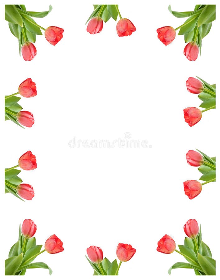 Frame of tulips stock illustration. Illustration of plant - 8303936