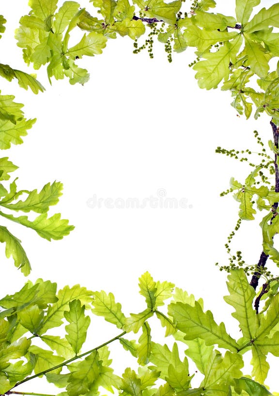 Frame Van Groene Eiken Leafage; Stock Foto - Image of lente, kader ...