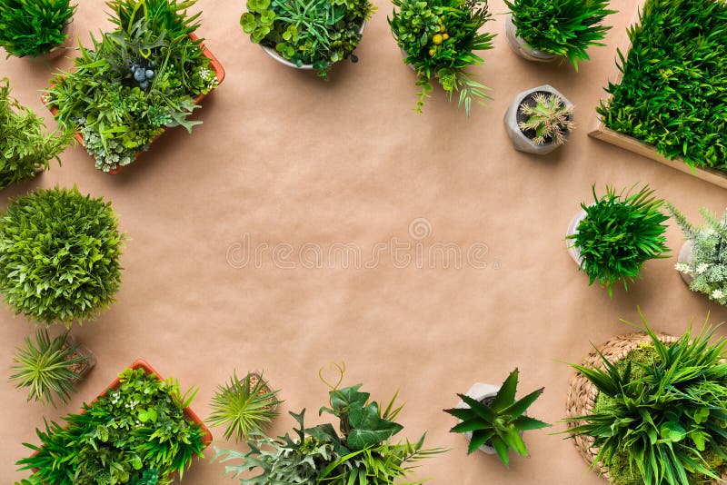 Frame of Various Decorative Plants in Pots on Craft Paper Stock Photo ...