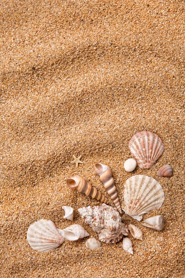 Seashells on beach stock photo. Image of coast, seashells - 5339834