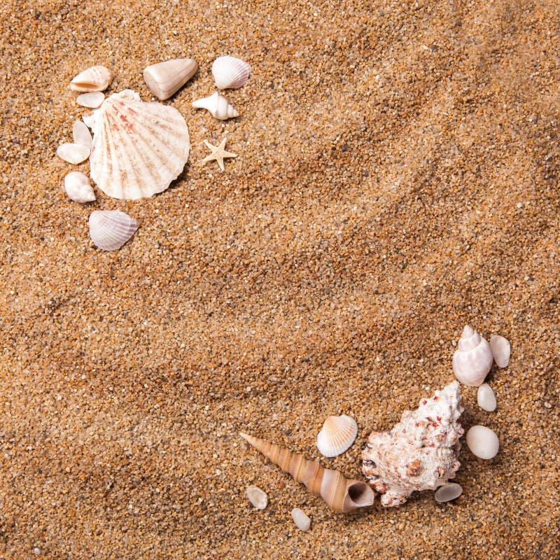 Sea shells on the sand stock image. Image of pattern - 21616115