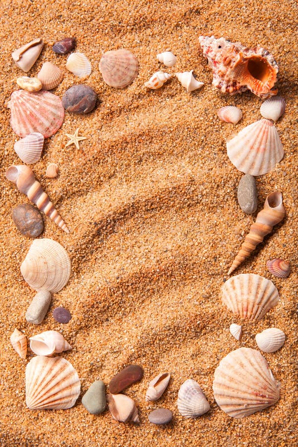 Frame from Various Shells on Sand Stock Image - Image of scallop ...