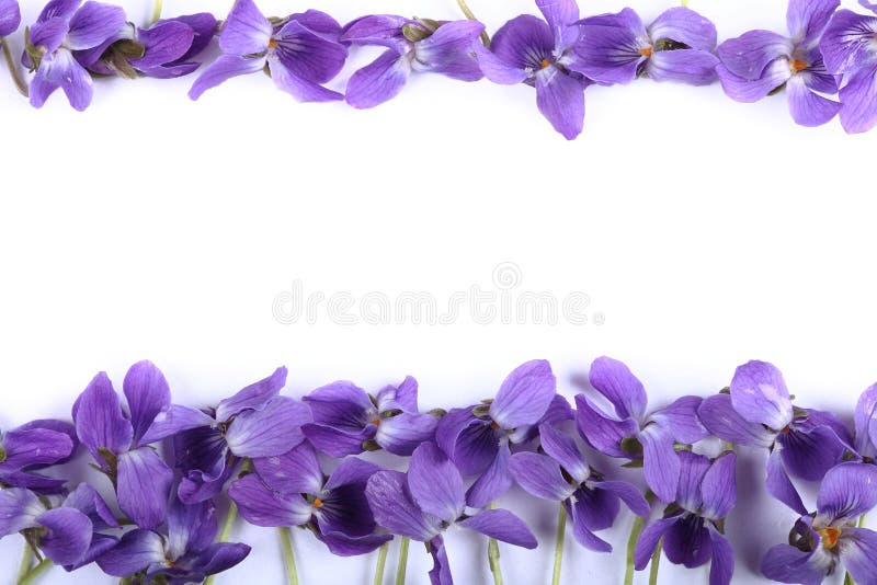 Violet frame stock image. Image of summer, grid, frame - 21093695