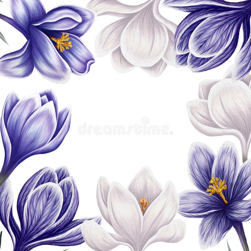 Frame of White and Blue Crocuses on a White Background. Watercolor ...