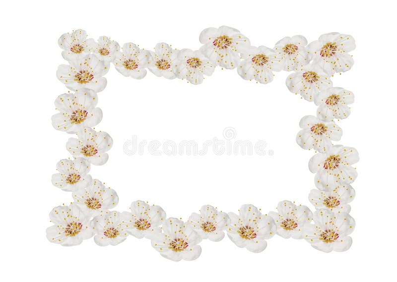 Frame with White Spring Flowers Stock Photo - Image of closeup, march ...