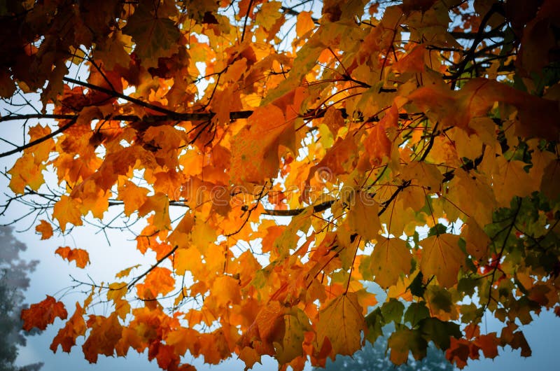 Frame of Yellow and Orange Fall Leaves Backlit Against a Light Sky ...