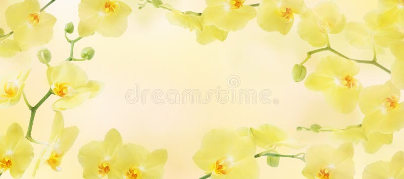 Frame from orchids flowers stock photo. Image of flower - 177248948