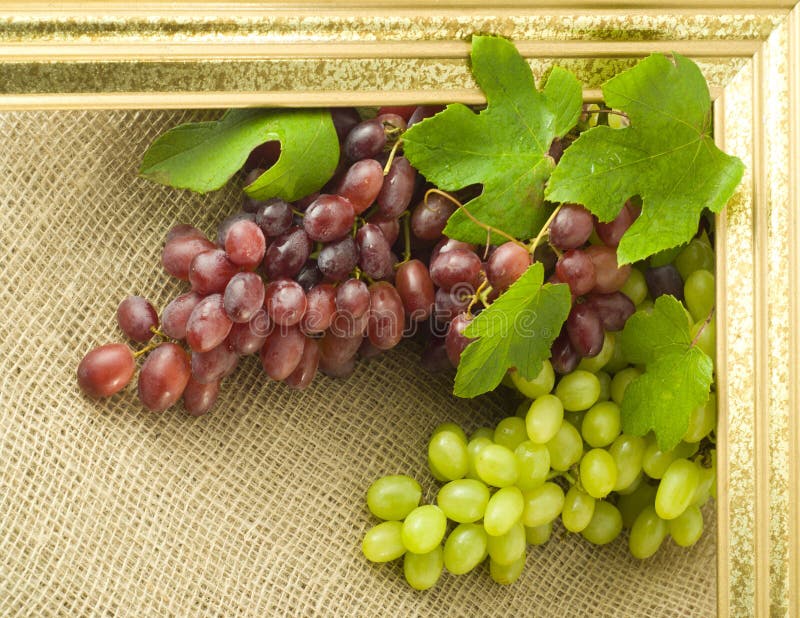 Framed grapes stock image. Image of painting, food, fabric - 16485121
