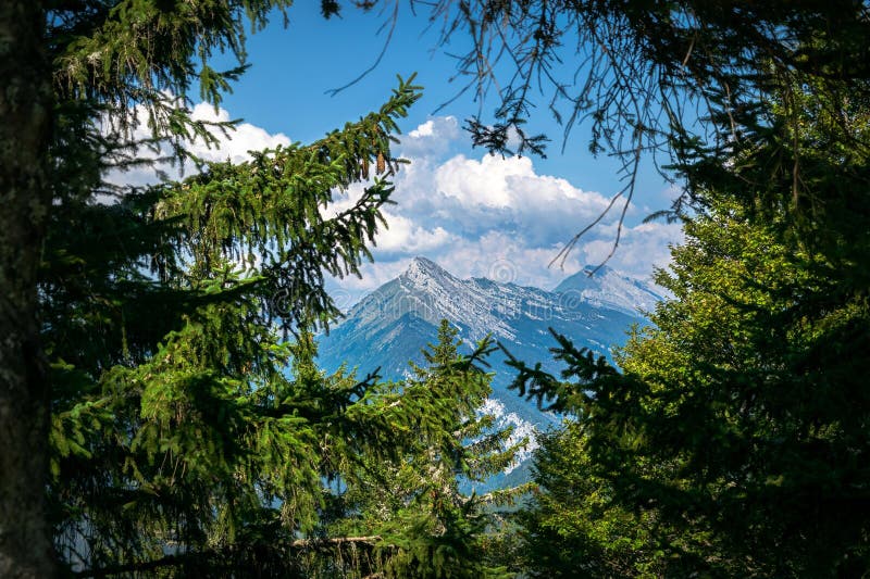 Framed Mountain View through Dense Fir Forest Stock Photo - Image of ...
