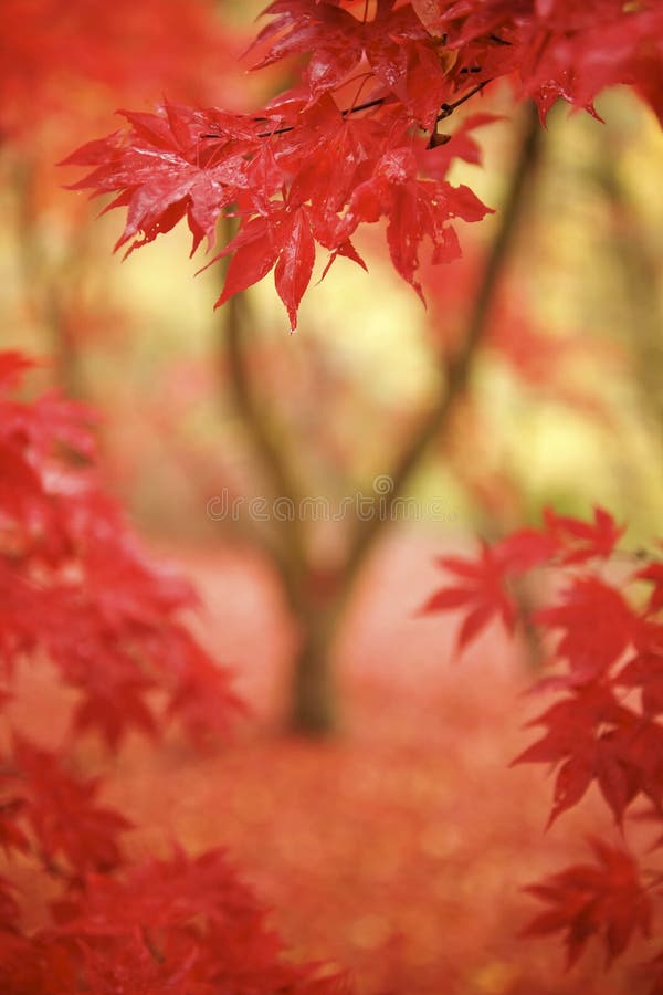 Framed in red stock image. Image of color, maple, branches - 7075821