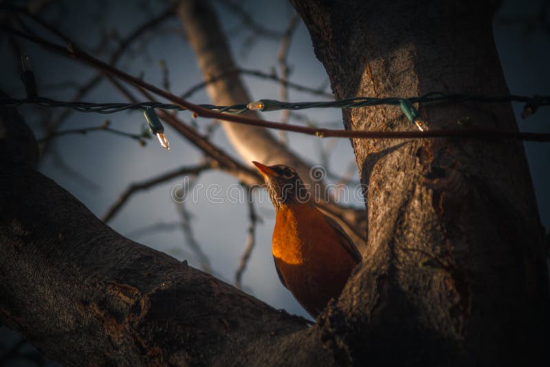 Framed robin stock photo. Image of grass, robin, framed - 90378340