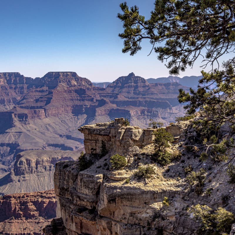 Framed by a Tree a Cliff Overlooks the Grand Canyon Stock Image - Image ...